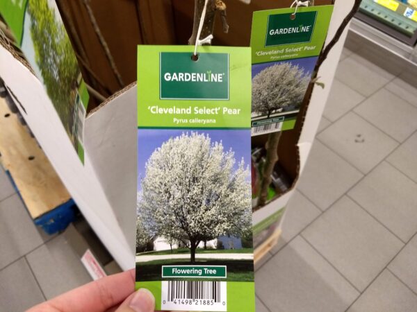 Gardenline Cleveland Select Pear Tree | Aldi Reviewer
