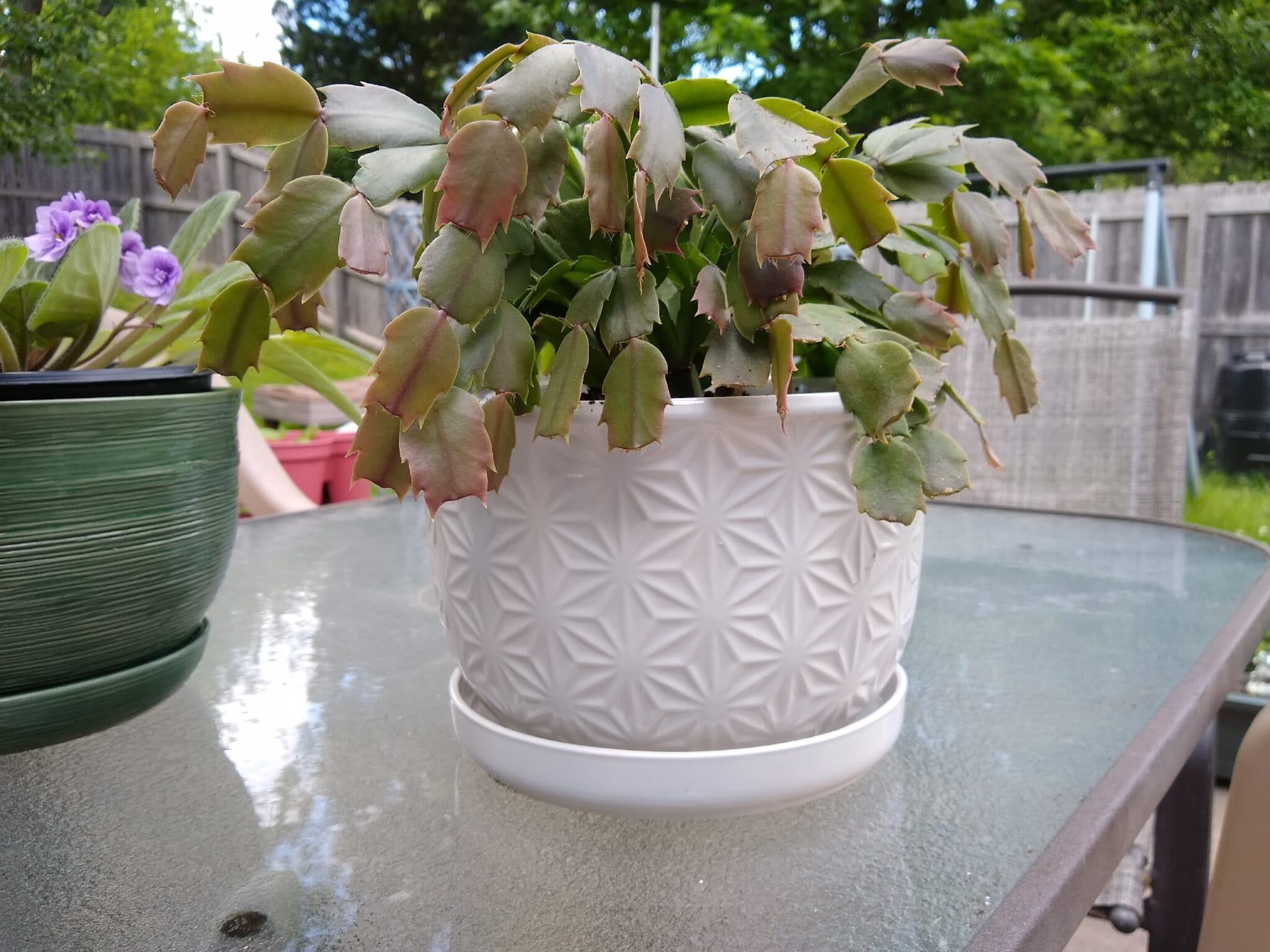 Belavi 8 Inch Decorative Planter | Aldi Reviewer