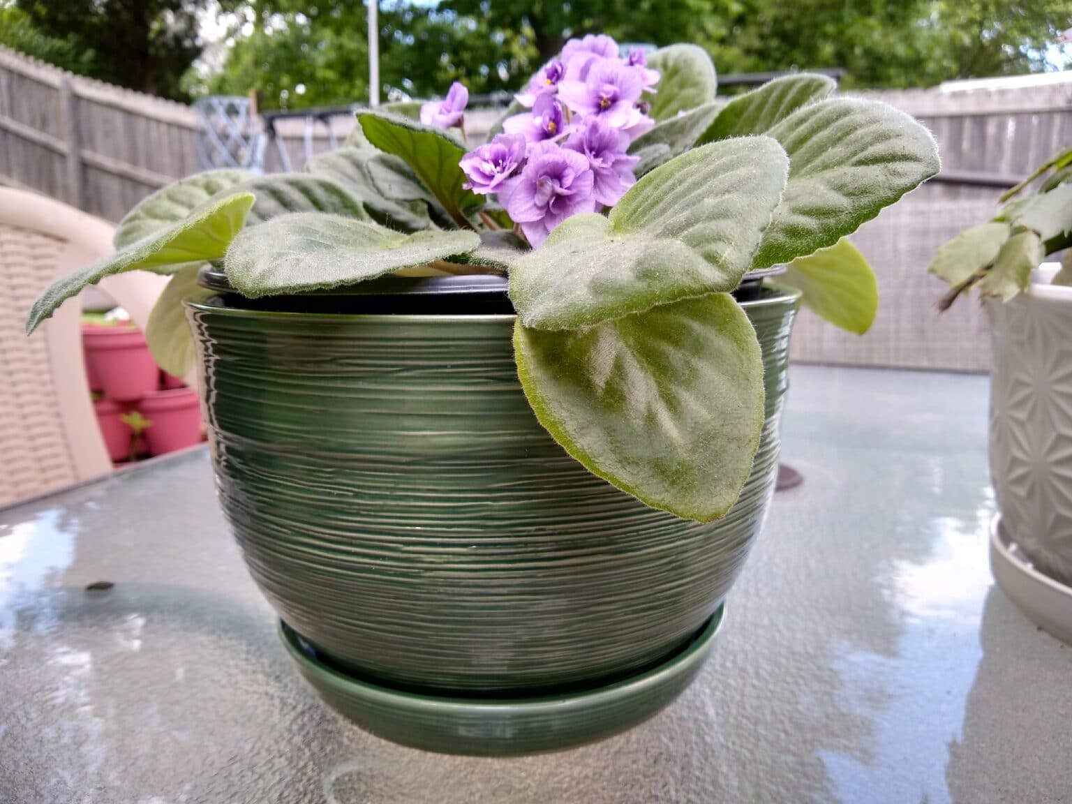 Belavi 8 Inch Decorative Planter | Aldi Reviewer