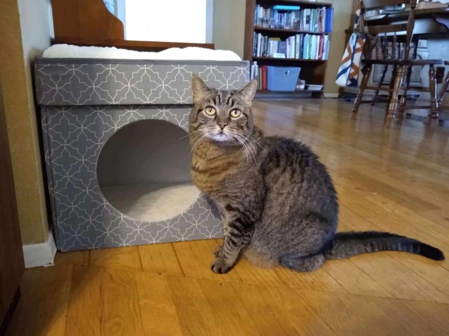 Heart to Tail Collapsible Cat Cube Condo | Aldi Reviewer