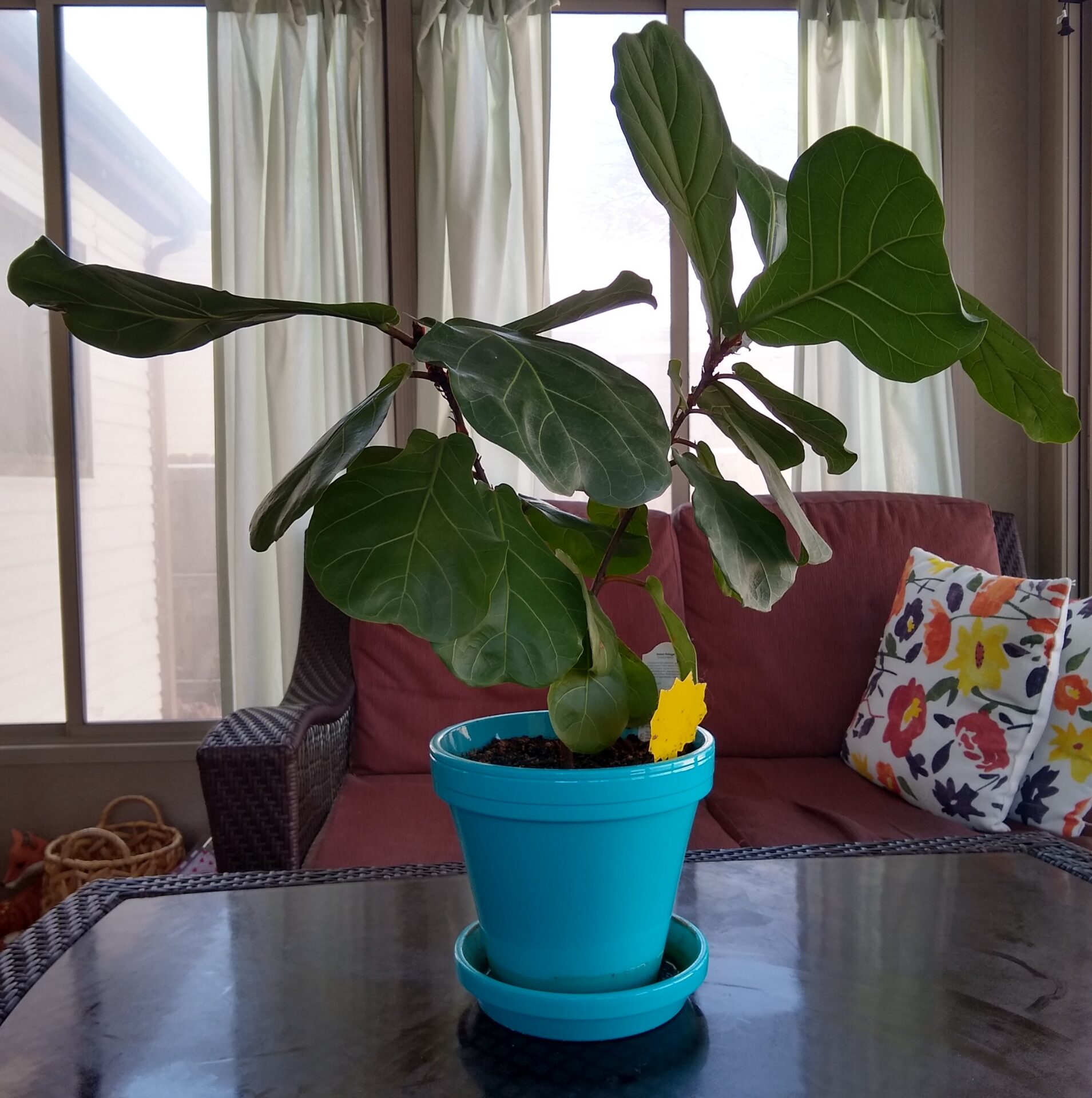 Why I Love Aldi Houseplants | Aldi Reviewer