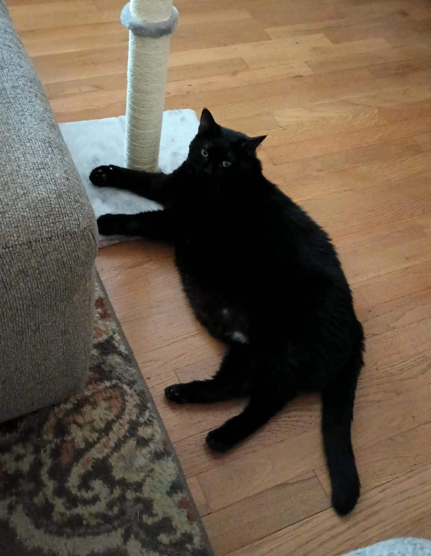 Introducing the Next Aldi Reviewer Cat | Aldi Reviewer