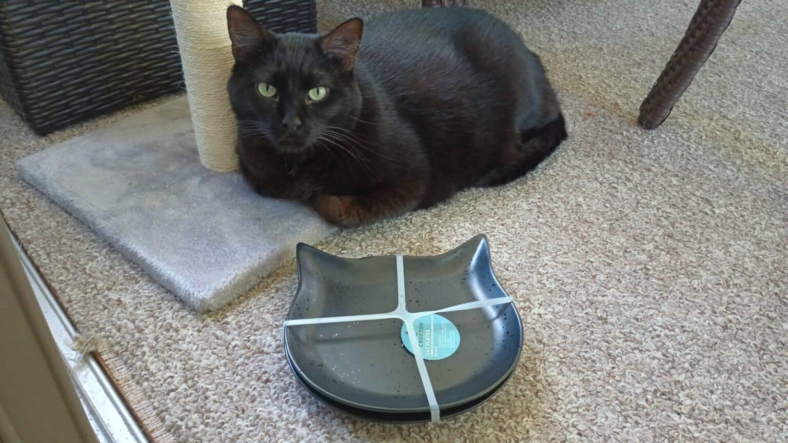 Introducing the Next Aldi Reviewer Cat | Aldi Reviewer