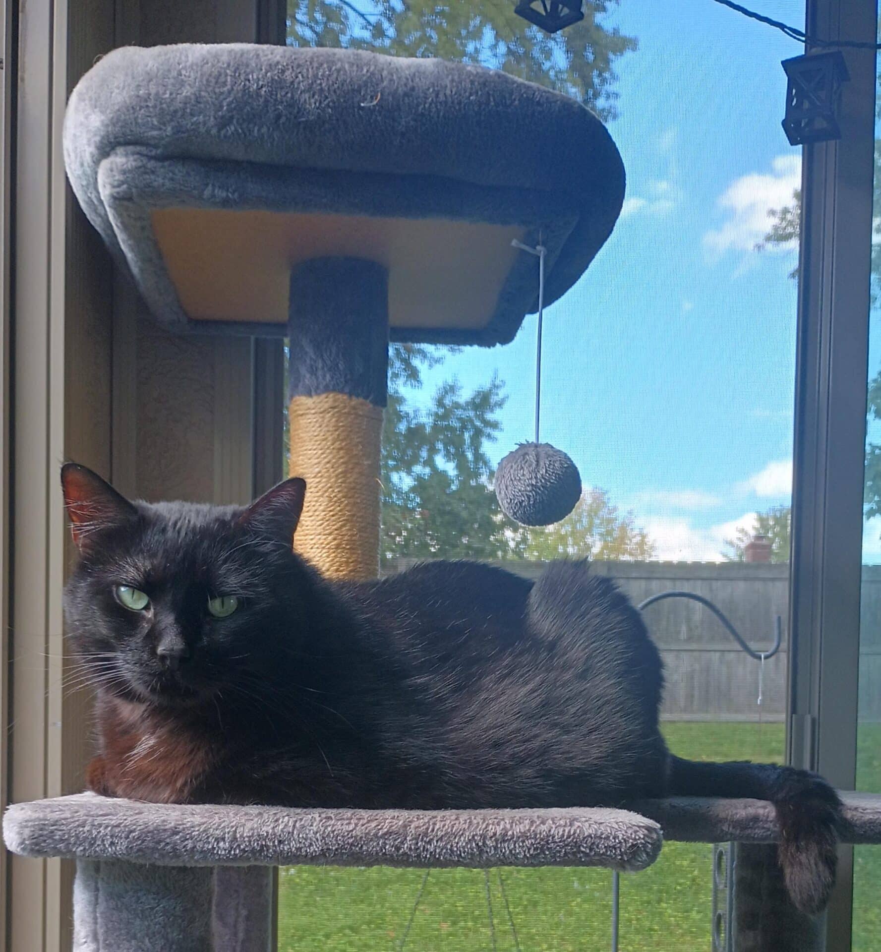 Introducing the Next Aldi Reviewer Cat | Aldi Reviewer